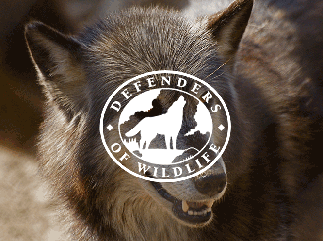Defenders of Wildlife | Rad Campaign